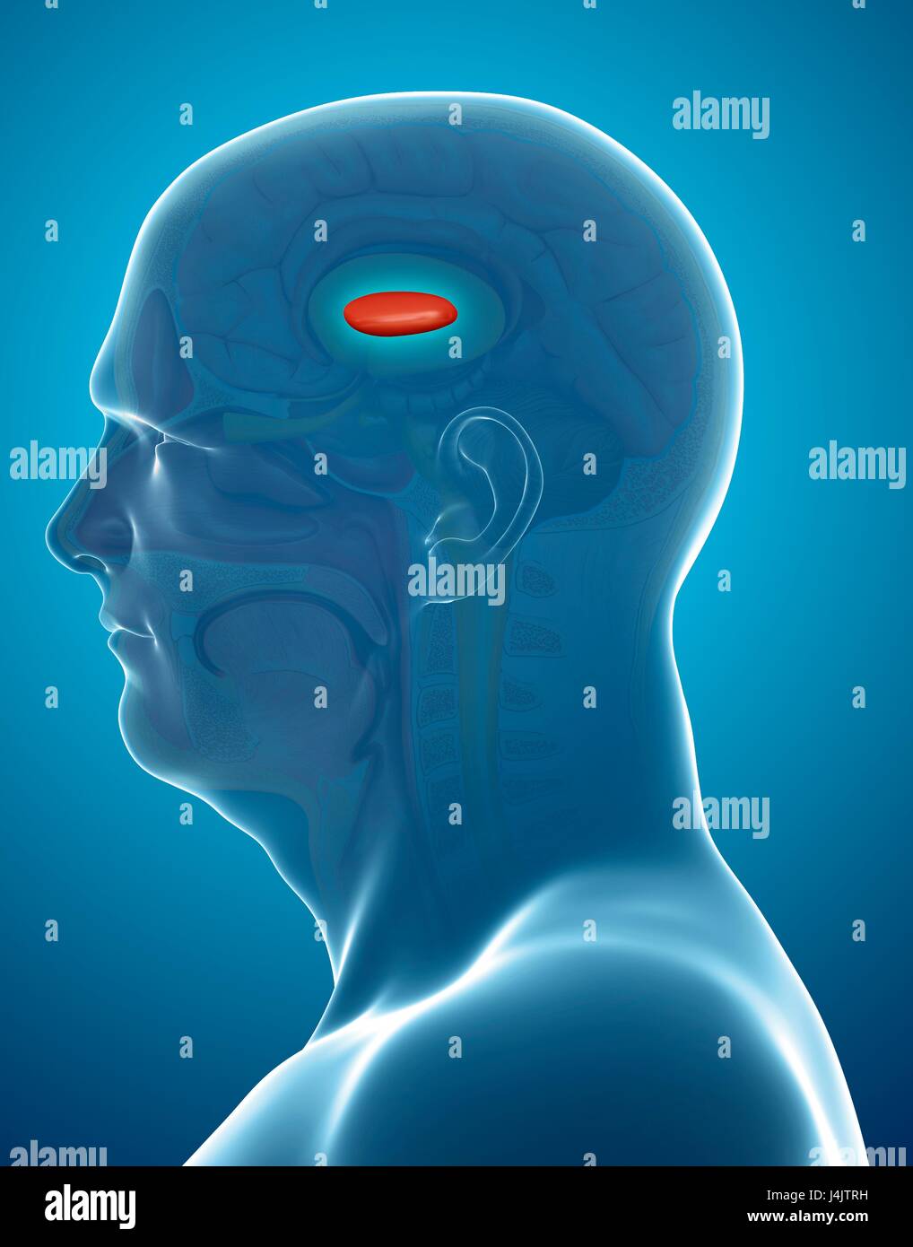 Globus Pallidus In The Brain High Resolution Stock Photography and ...