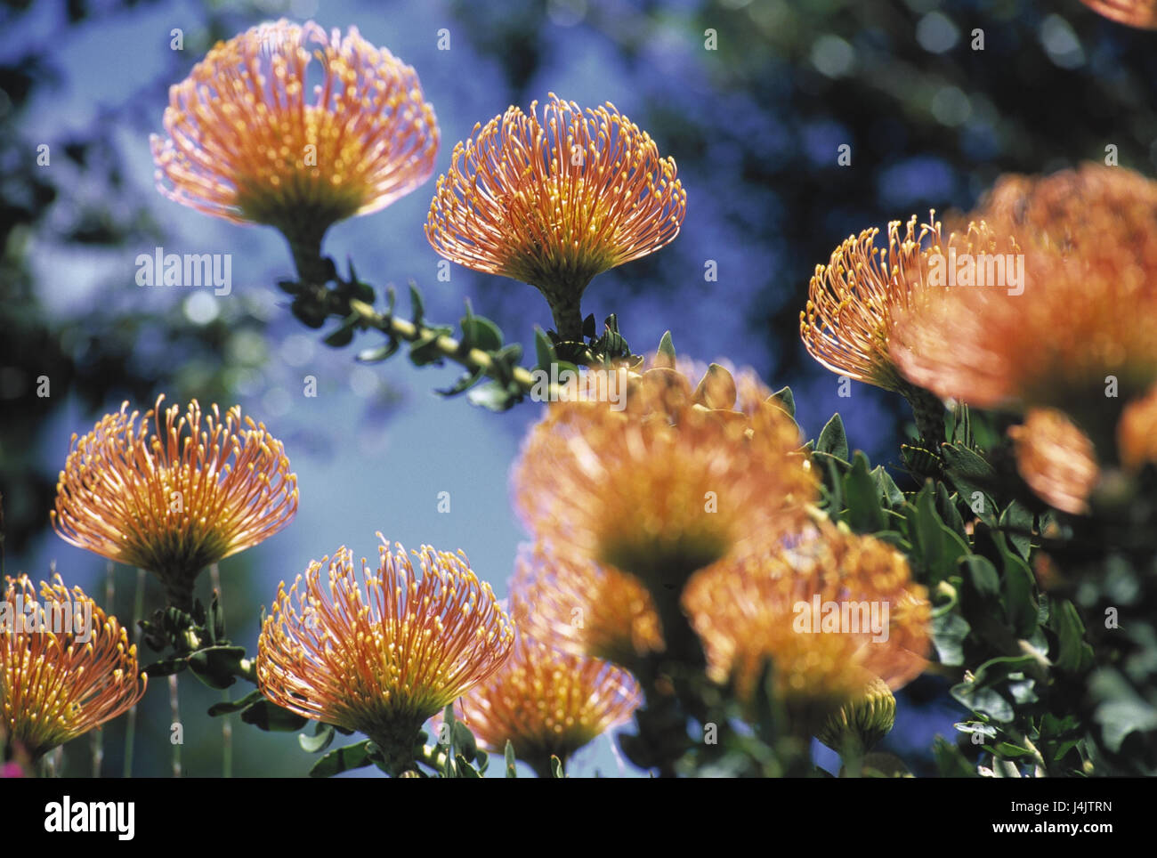 South Africa, west cape, Kirstenbosch Botanical guards, Fynbos ...
