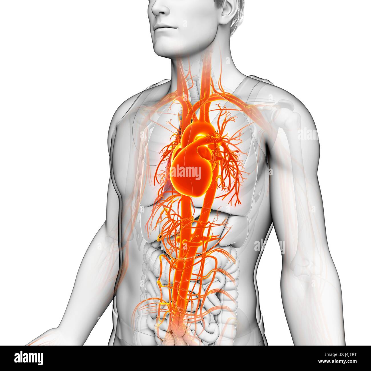 Illustration of male cardiovascular system Stock Photo - Alamy