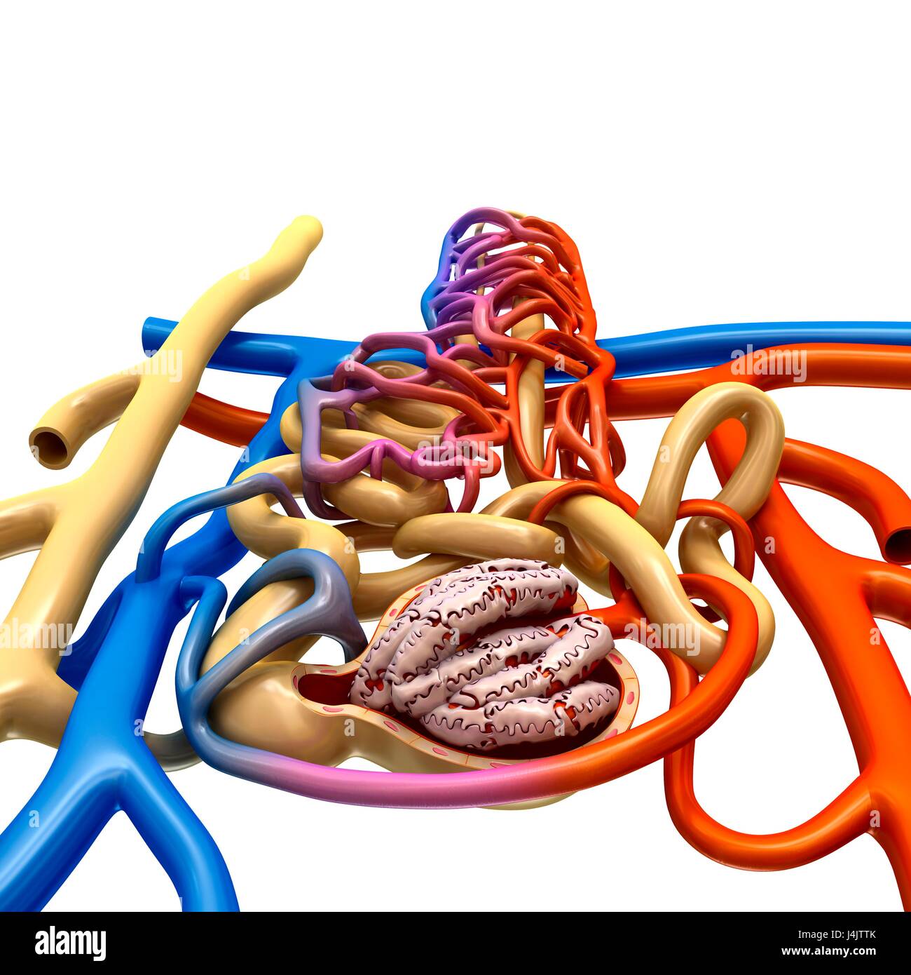 Néphron hi-res stock photography and images - Alamy