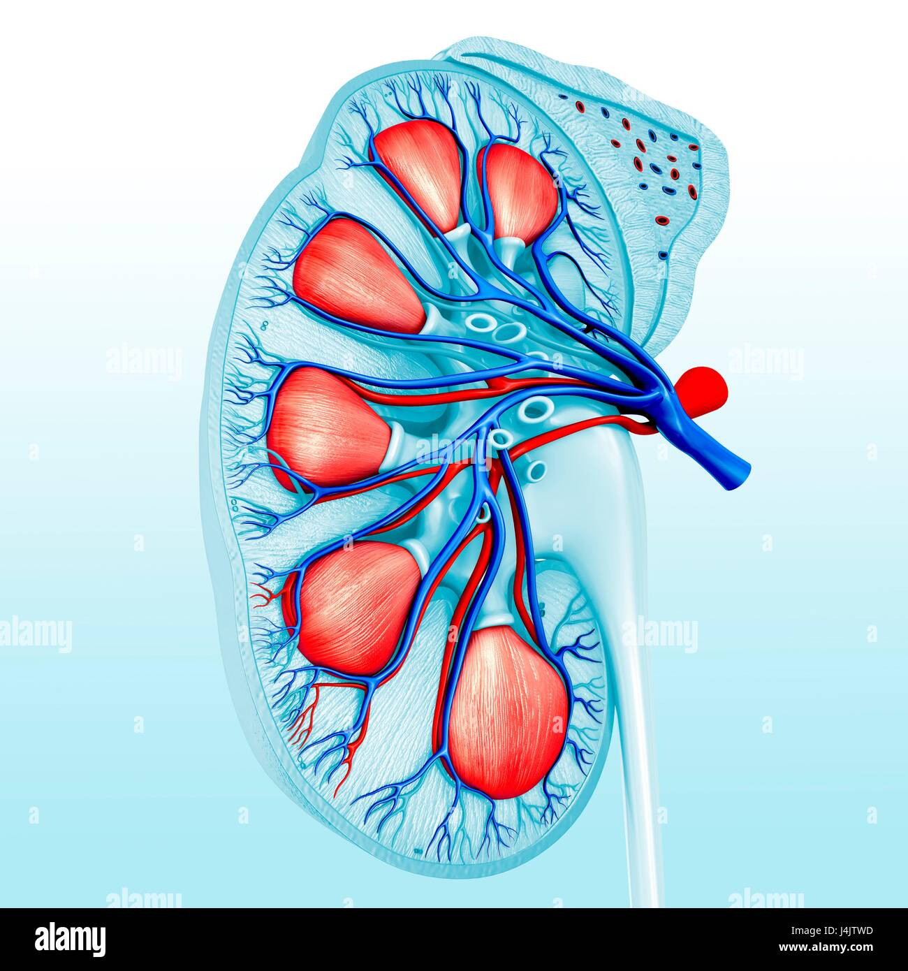Cross section of a kidney hi-res stock photography and images - Alamy