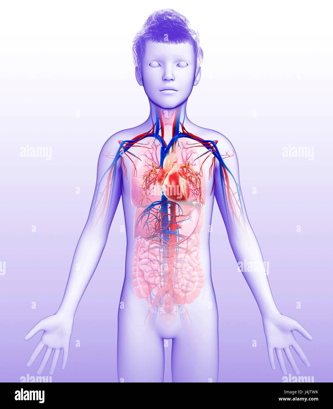 Illustration of a child's cardiovascular system Stock Photo - Alamy