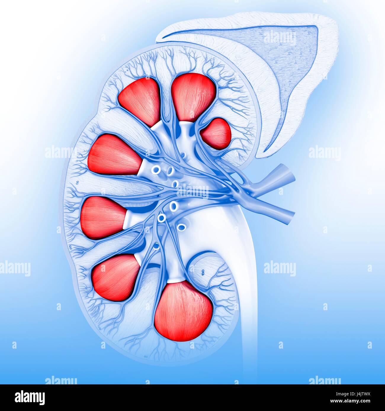 Human kidney cross section hi-res stock photography and images - Alamy