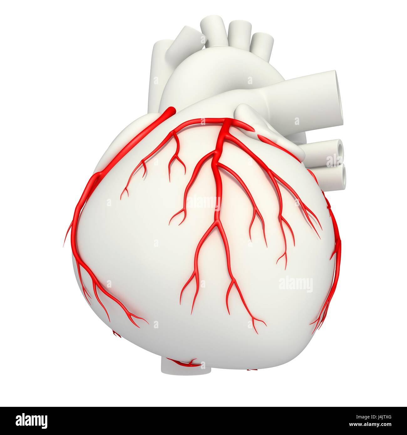 Illustration of the heart's coronary arteries Stock Photo - Alamy