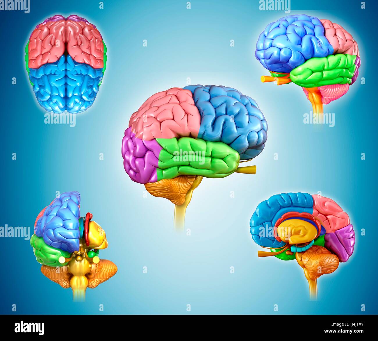 Brain regions hi-res stock photography and images - Alamy