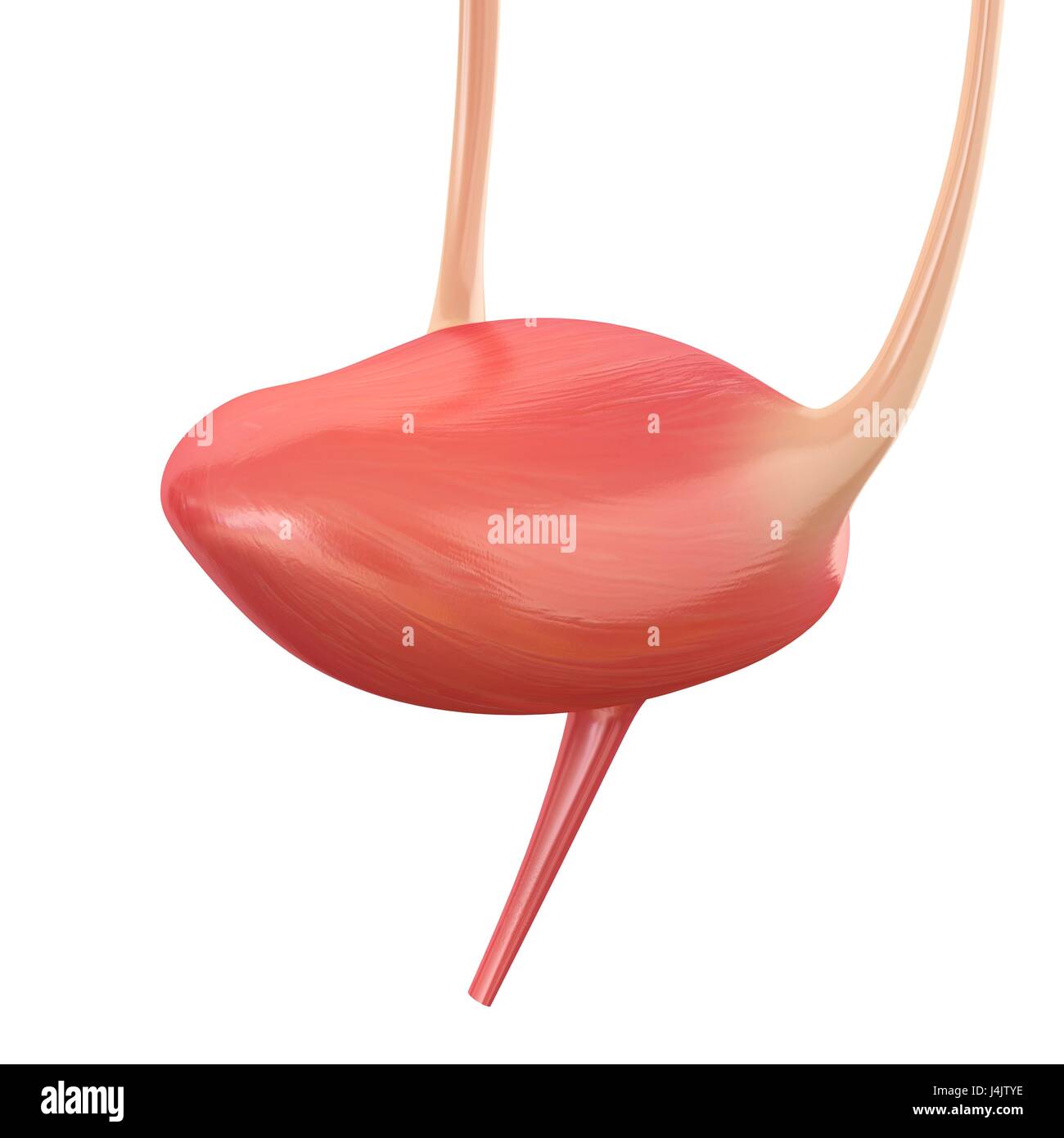 Bladder anatomy hi-res stock photography and images - Alamy