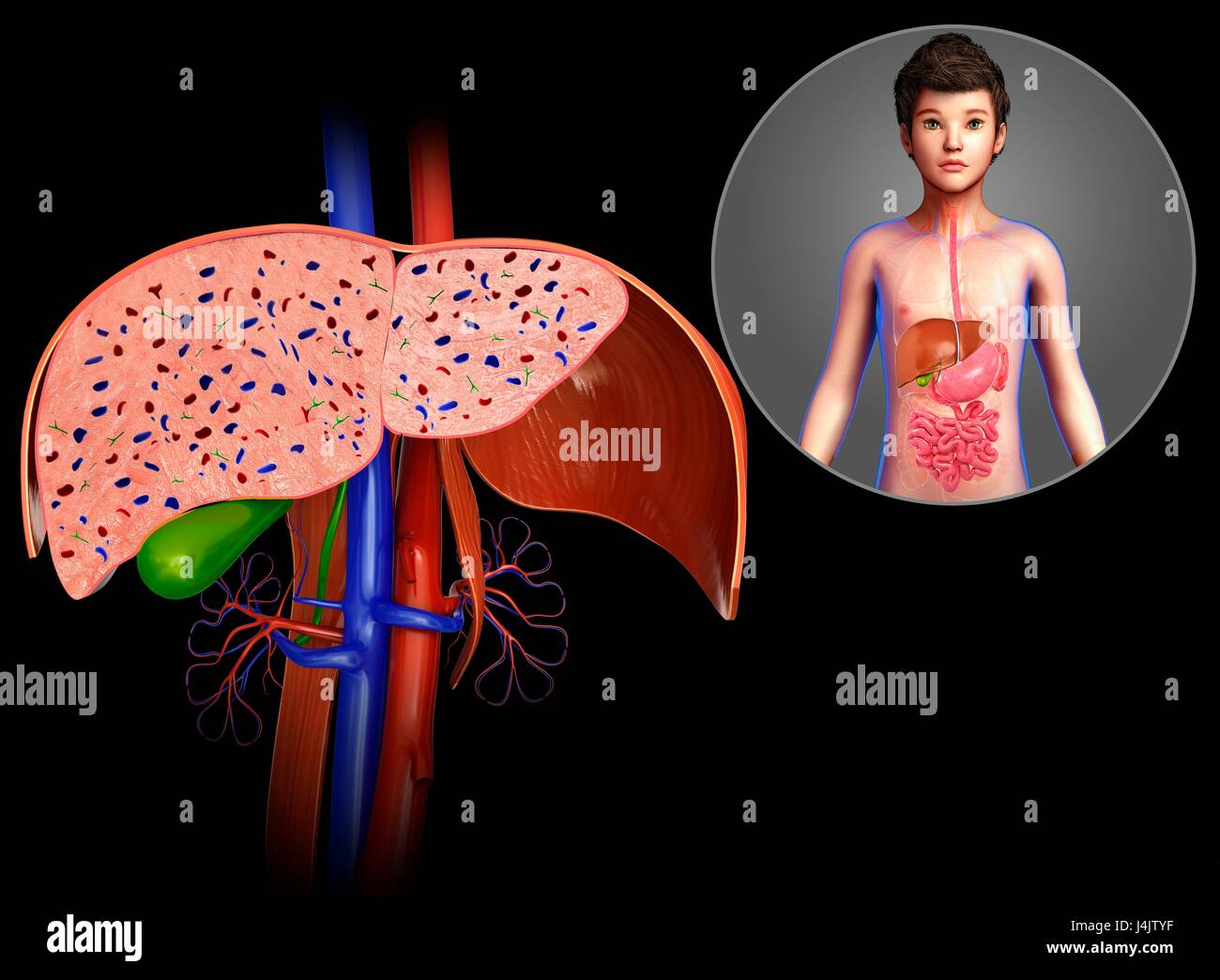 Illustration of the anatomy of a child's liver Stock Photo - Alamy