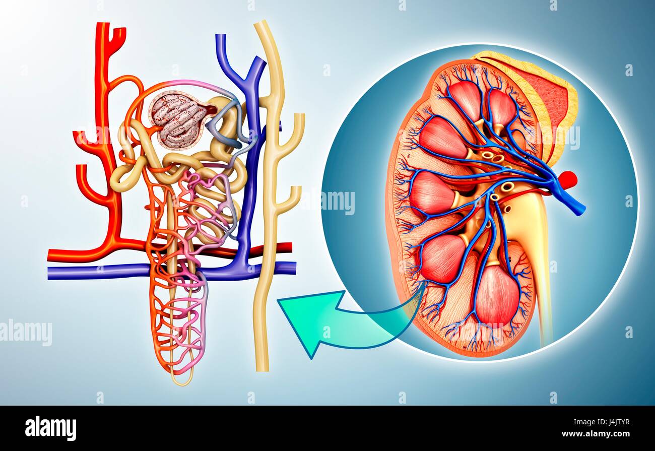 Nephron hi-res stock photography and images - Alamy
