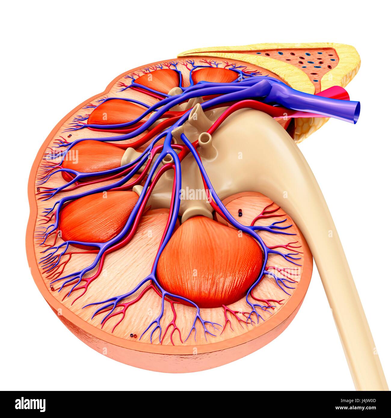 Cross section view human hi-res stock photography and images - Alamy