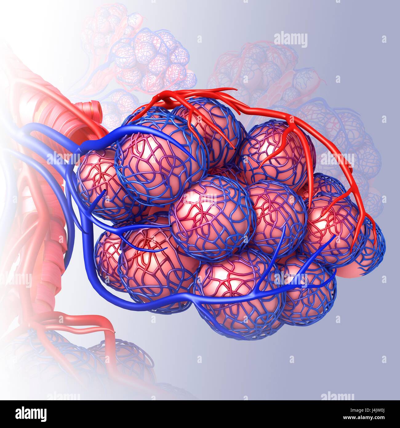 Illustration of the capillaries and alveoli of the lungs Stock Photo ... Illustration of the capillaries and alveoli of the lungs Stock Photo ...