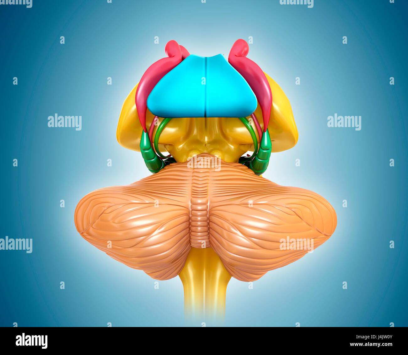 Illustration of human brain structures Stock Photo - Alamy