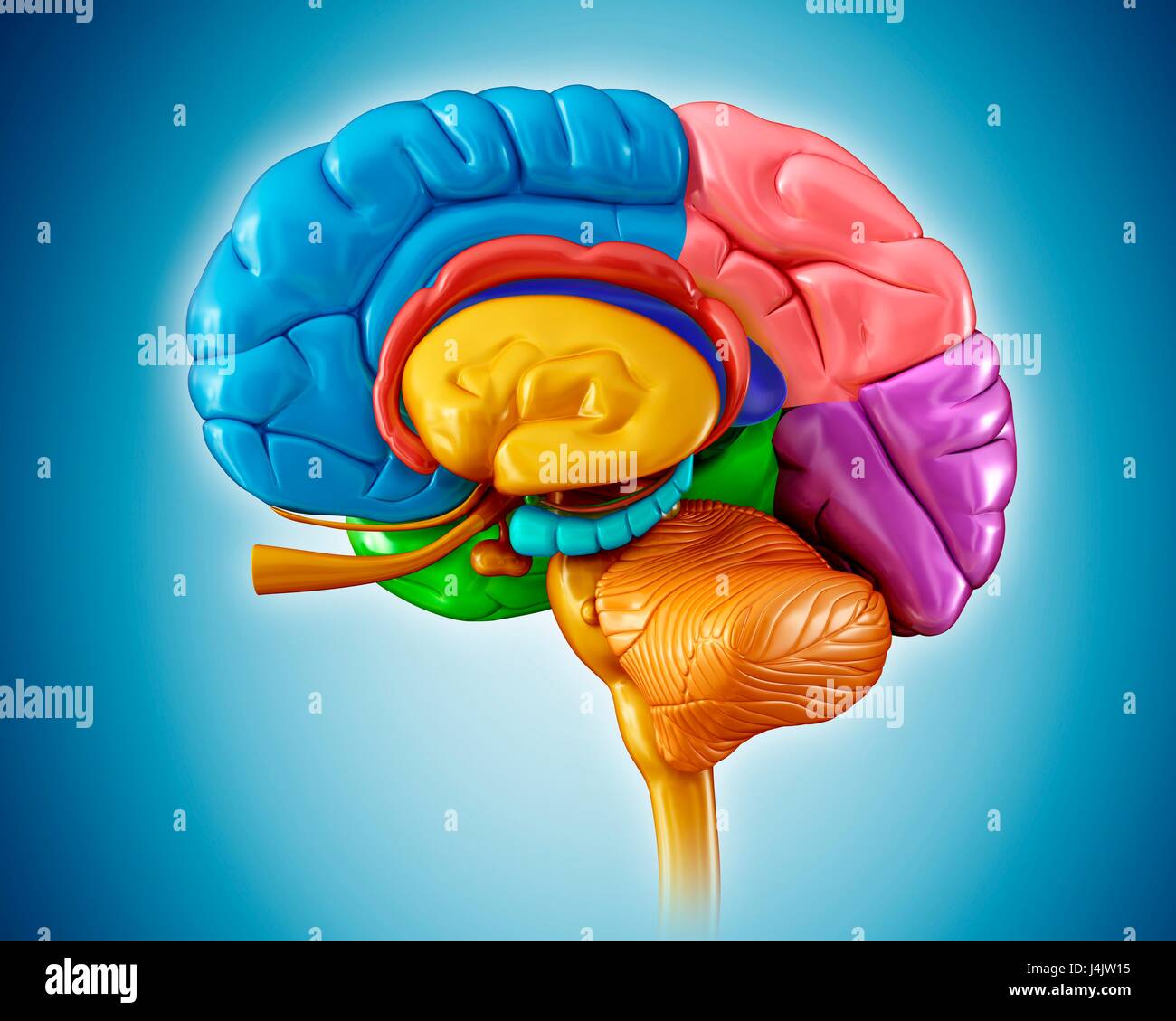 Brain regions hi-res stock photography and images - Alamy