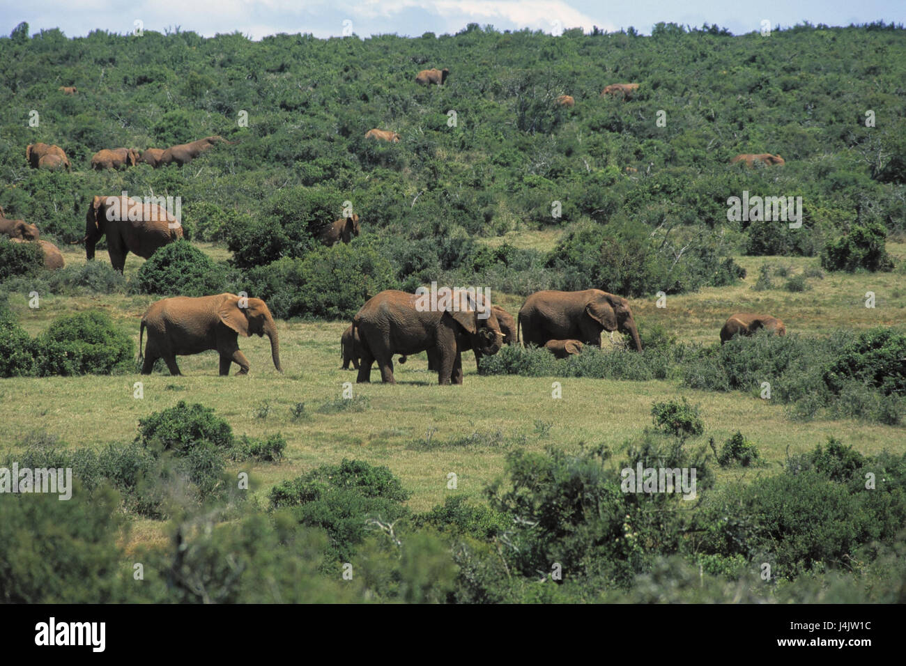 South Africa, eastern cape, Addo Elephant Nationwide park, African ...
