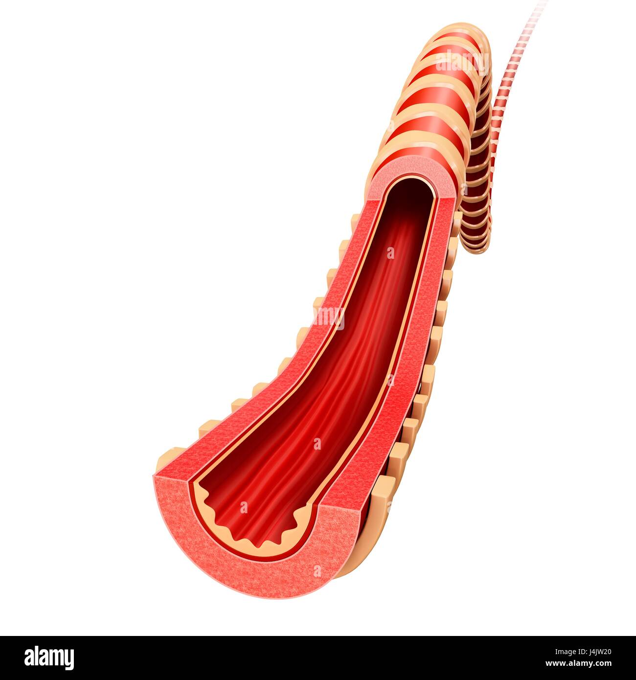 Bronchus anatomy Cut Out Stock Images & Pictures - Alamy