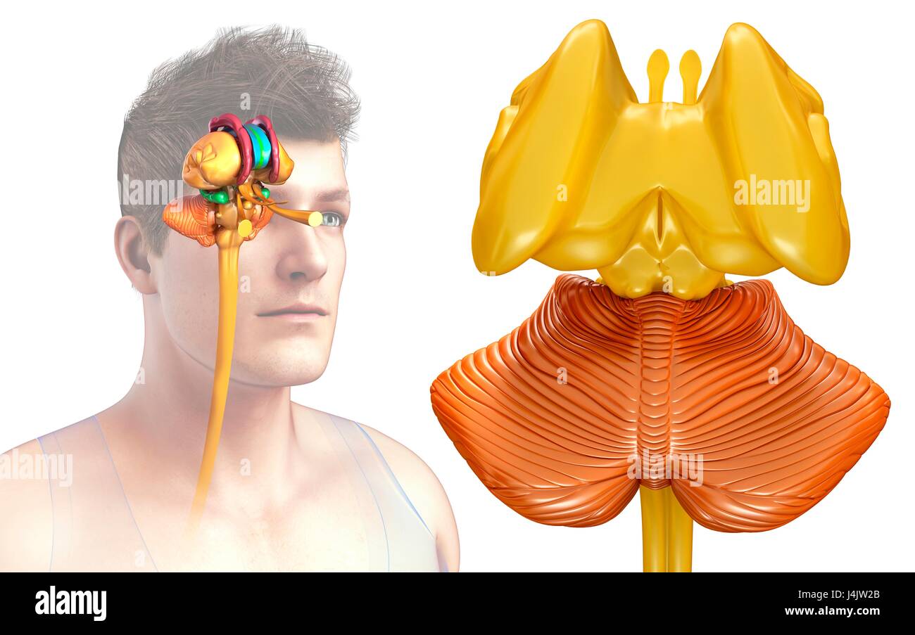 Human brain structures hi-res stock photography and images - Alamy