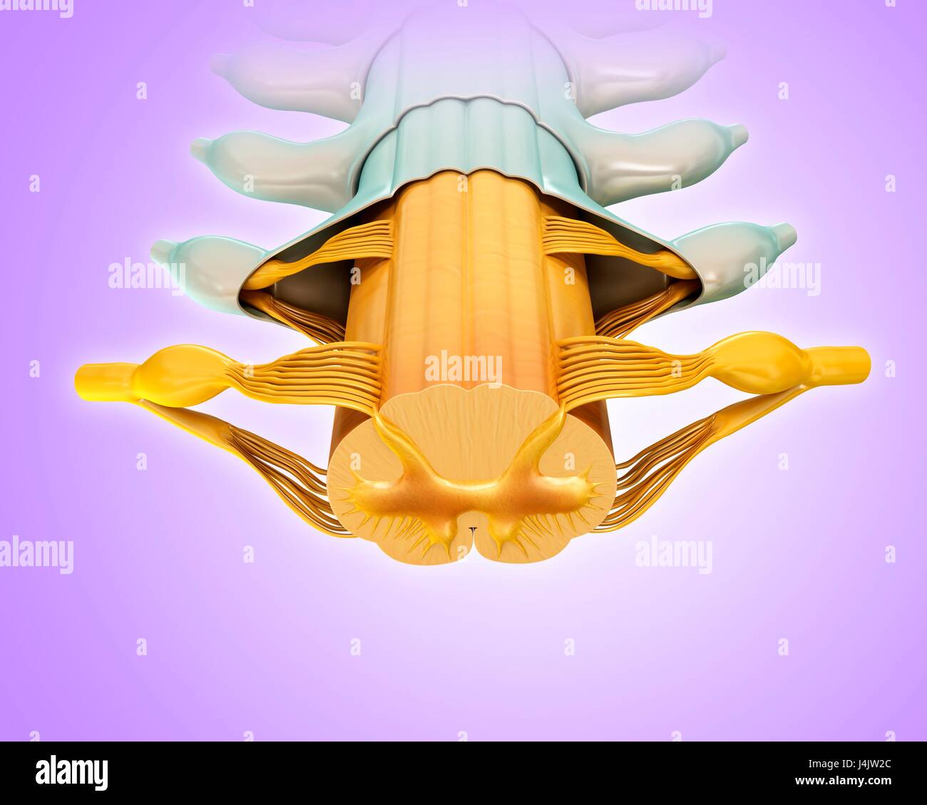 Illustration of a cross-section through a human spinal cord Stock Photo ...