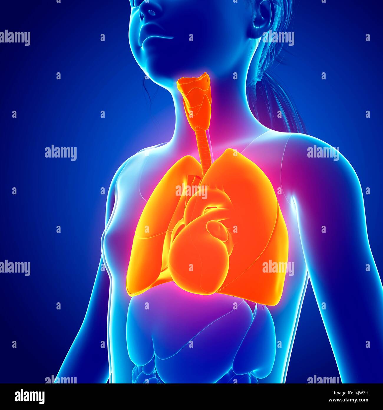 Illustration of the heart-lung system in a child Stock Photo - Alamy