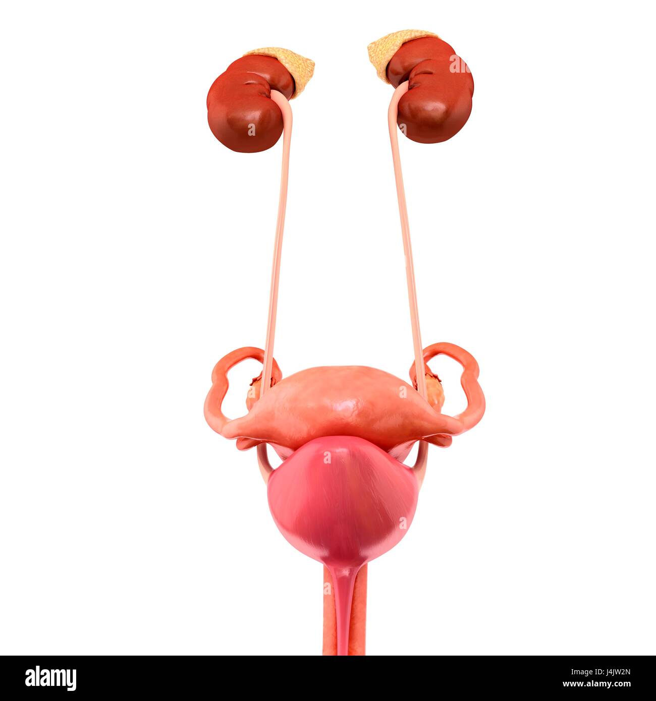 Illustration of female urinary and reproductive systems Stock Photo - Alamy
