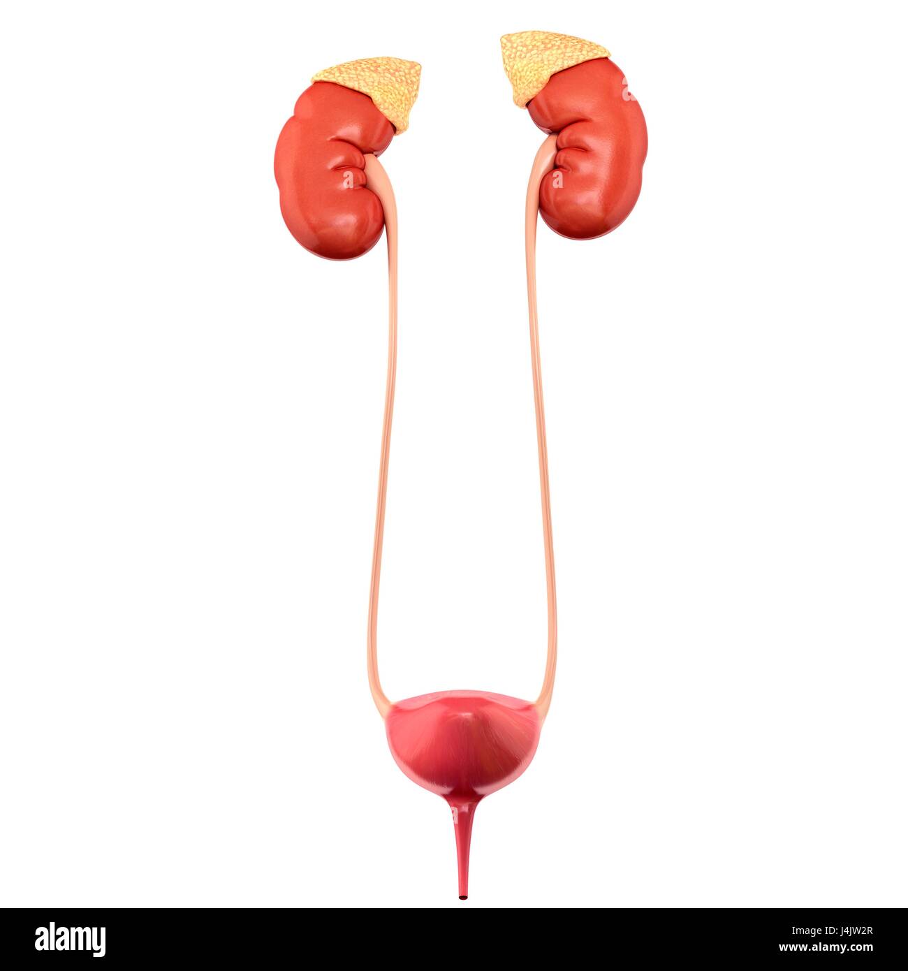 Illustration of urinary system organs Stock Photo - Alamy