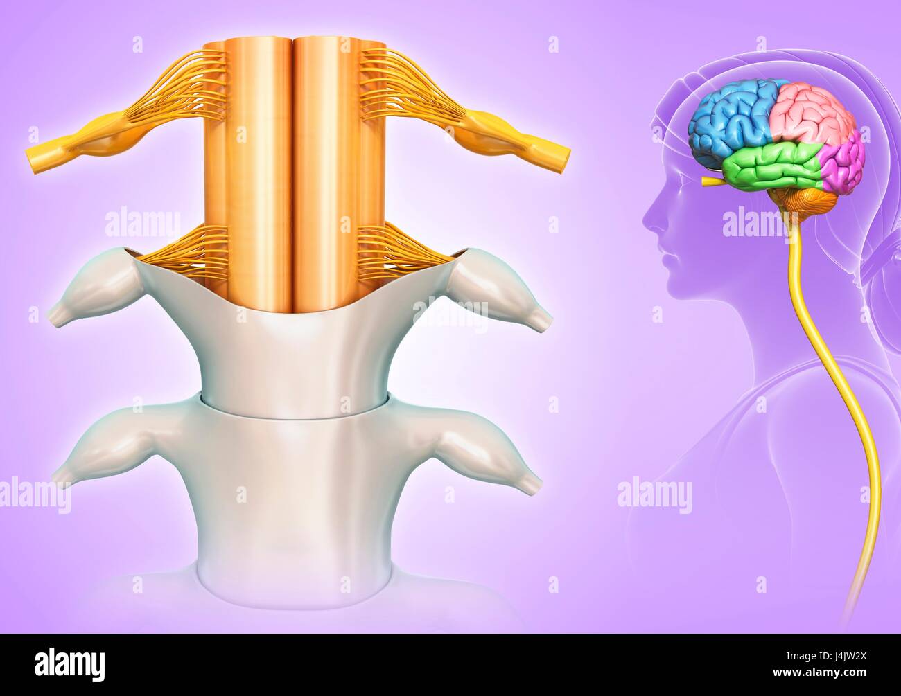 Female spinal cord and brain regions hi-res stock photography and ...