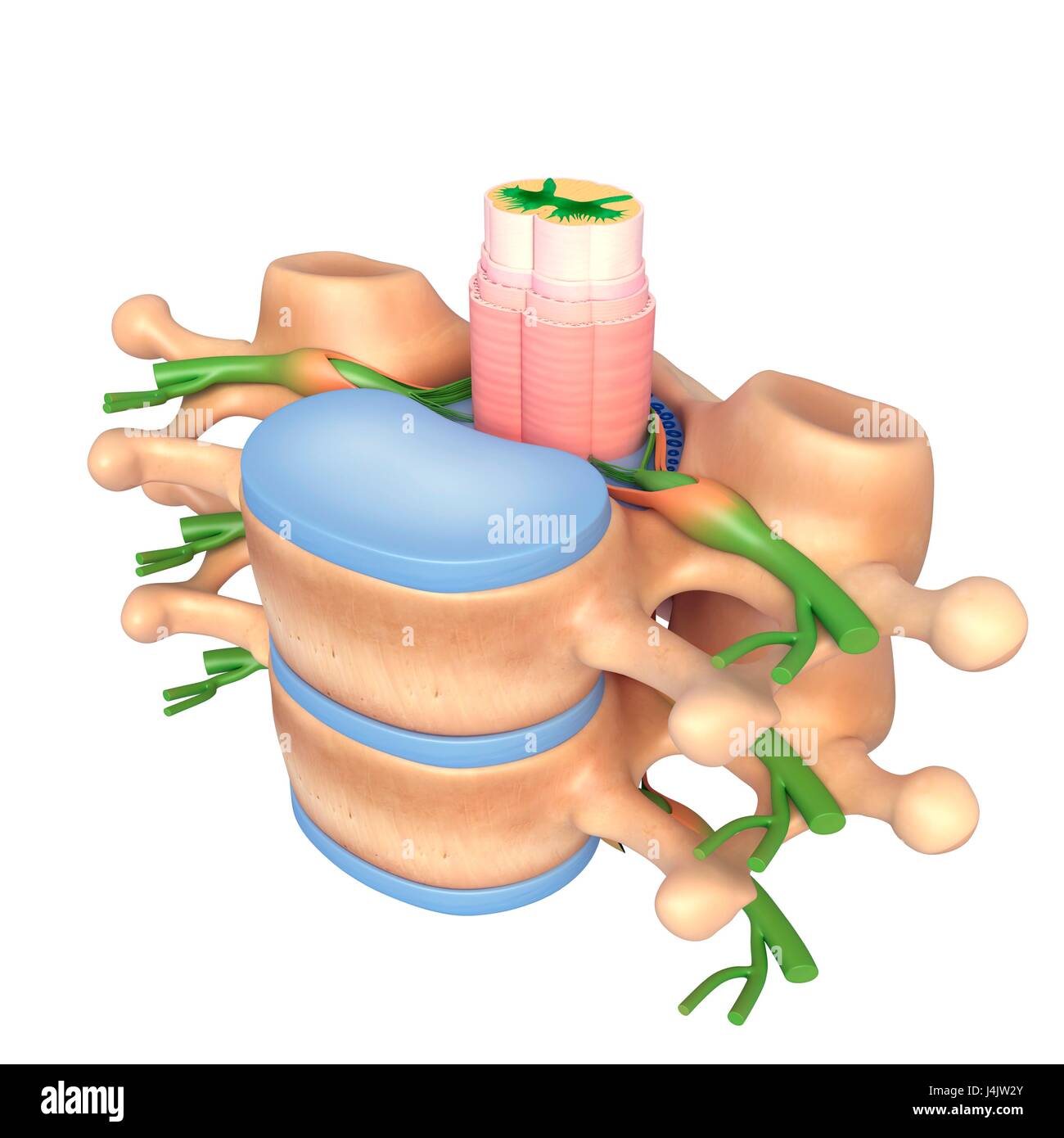 Illustration of vertebrae and the spinal cord and spinal nerves Stock ...