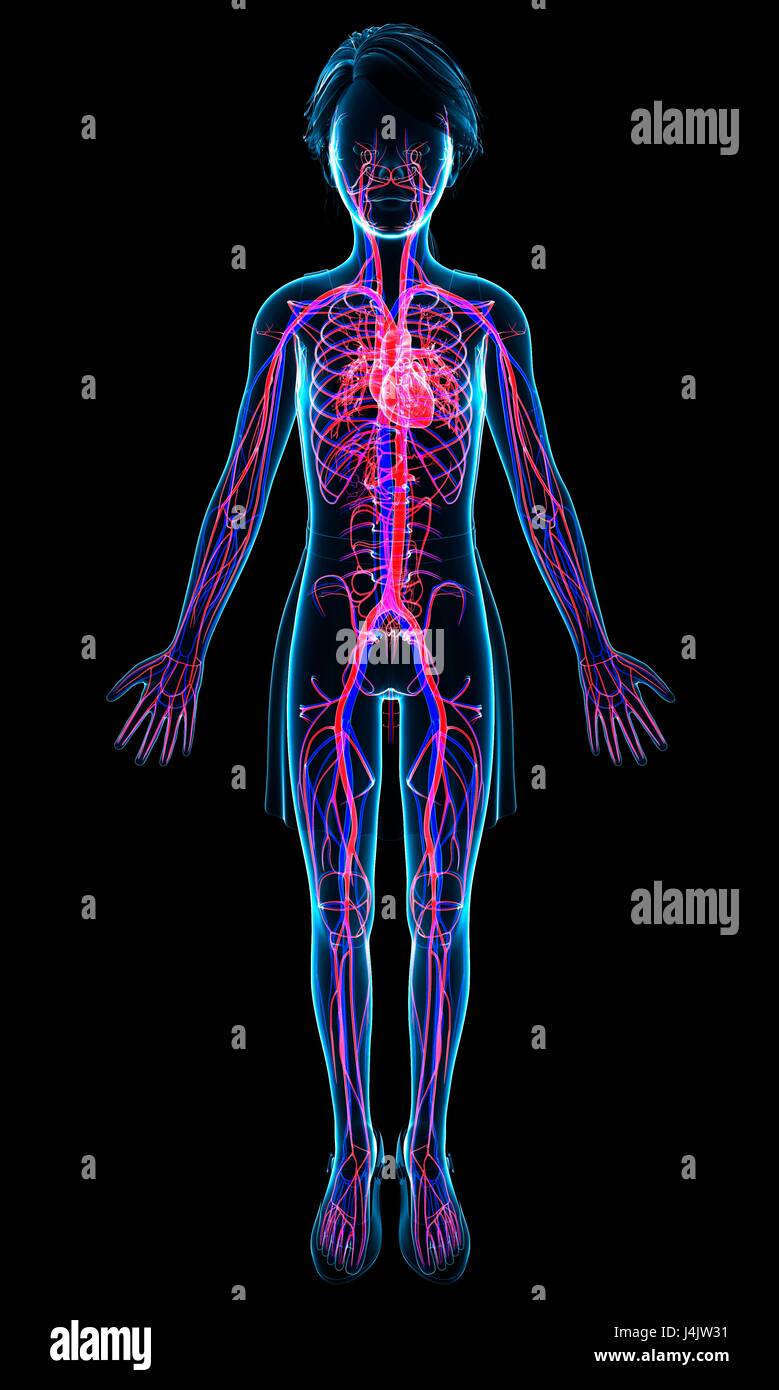 Illustration of a child's circulatory system Stock Photo - Alamy