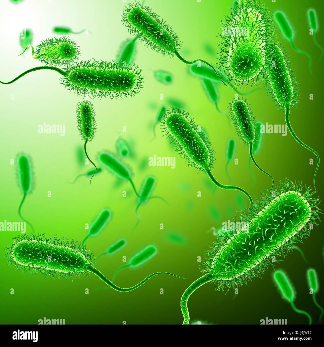 Illustration of e coli bacteria hi-res stock photography and images - Alamy