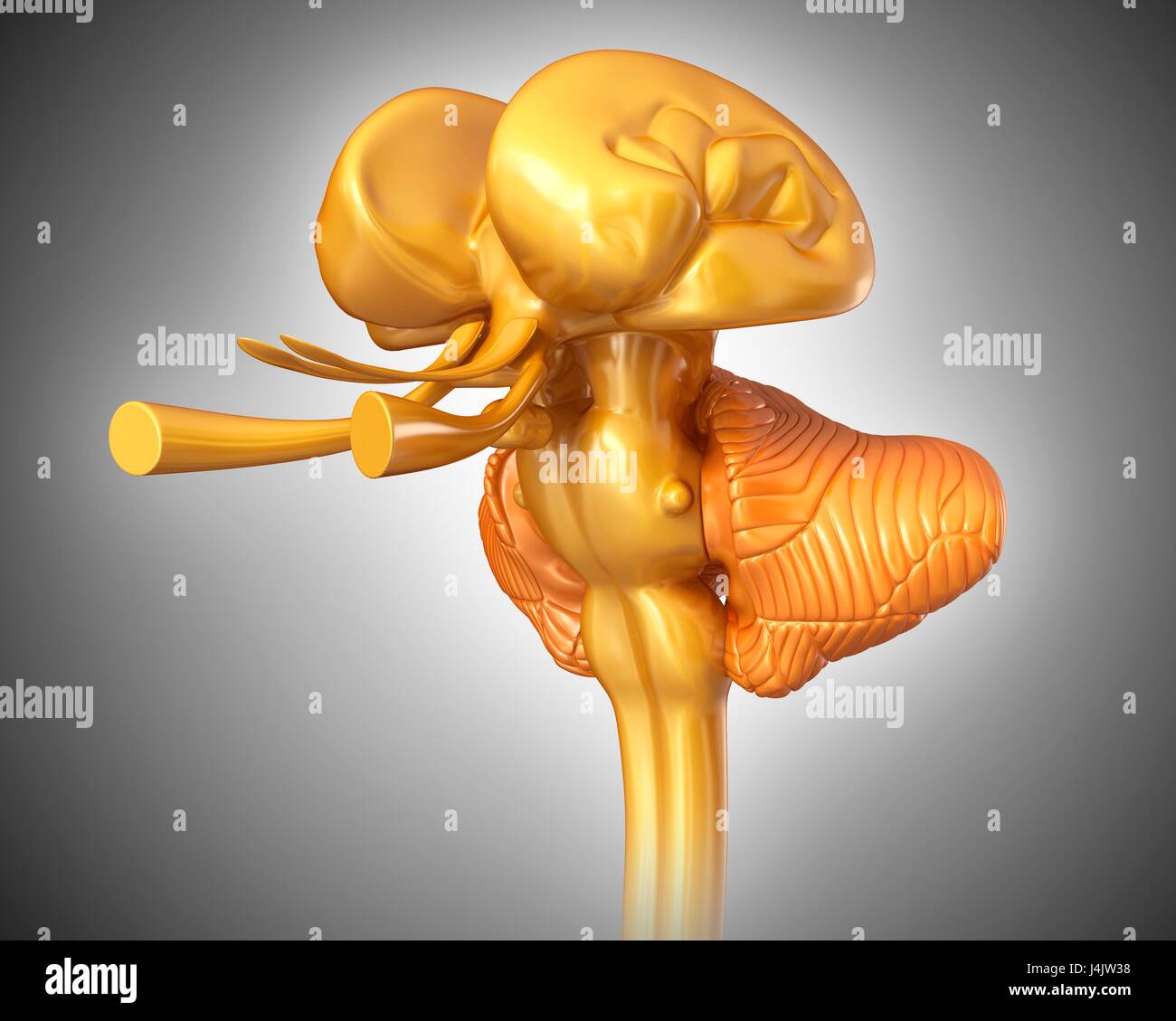 Human brain structures hi-res stock photography and images - Alamy
