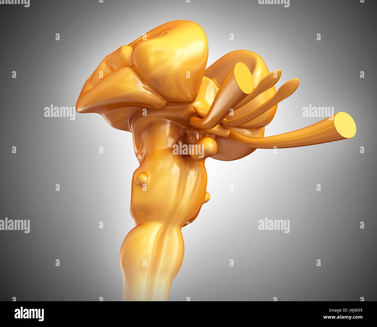 Illustration of the midbrain of a human brain, with spinal cord Stock ...