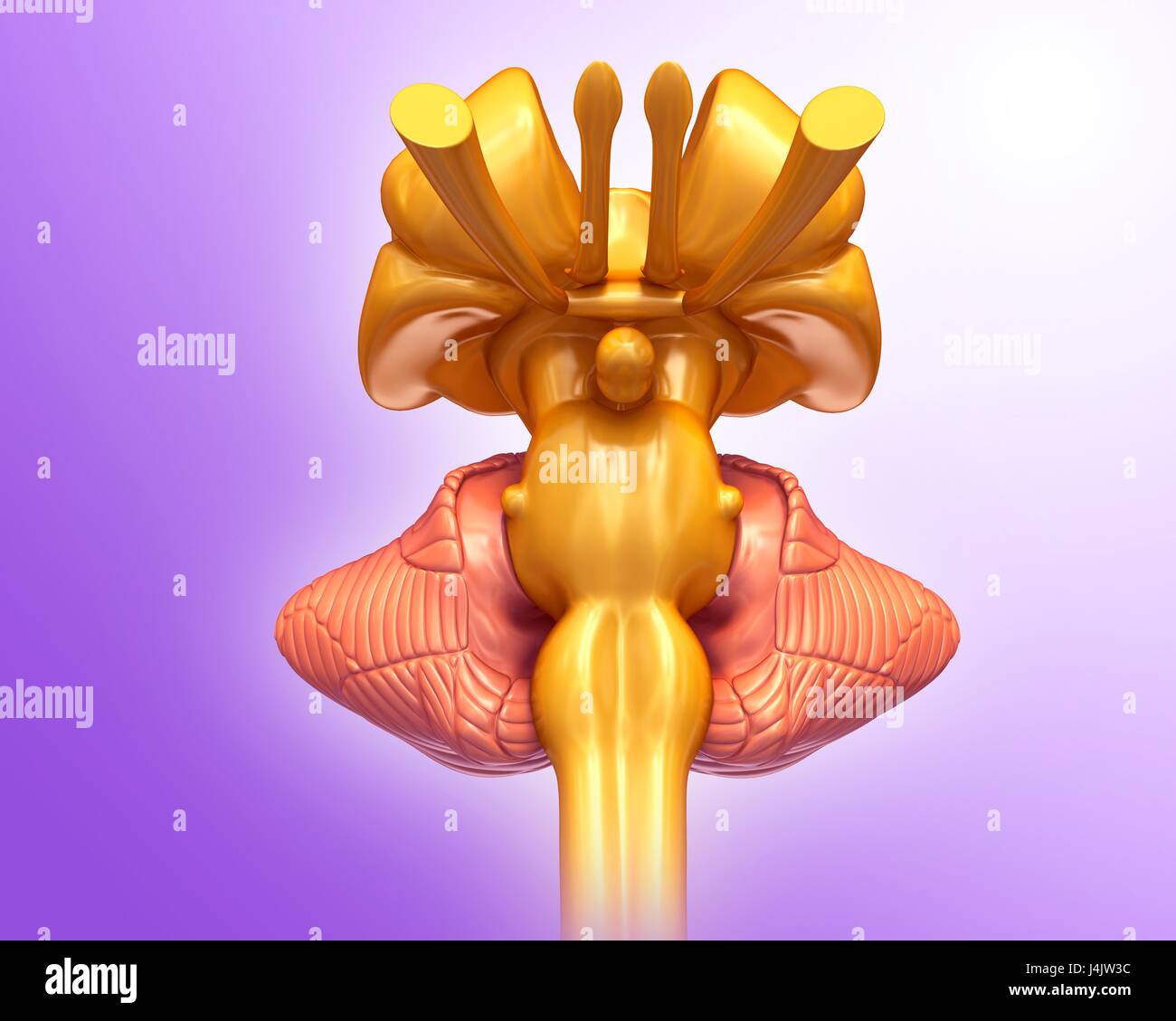 Illustration of human brain structures Stock Photo - Alamy