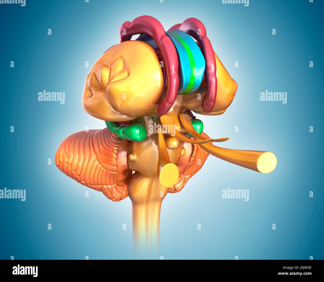 Illustration of human brain structures Stock Photo - Alamy