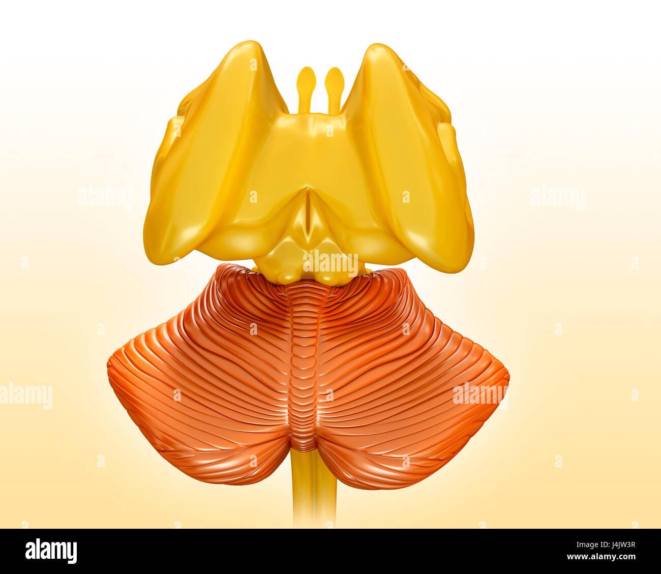 Human brain structures hi-res stock photography and images - Alamy