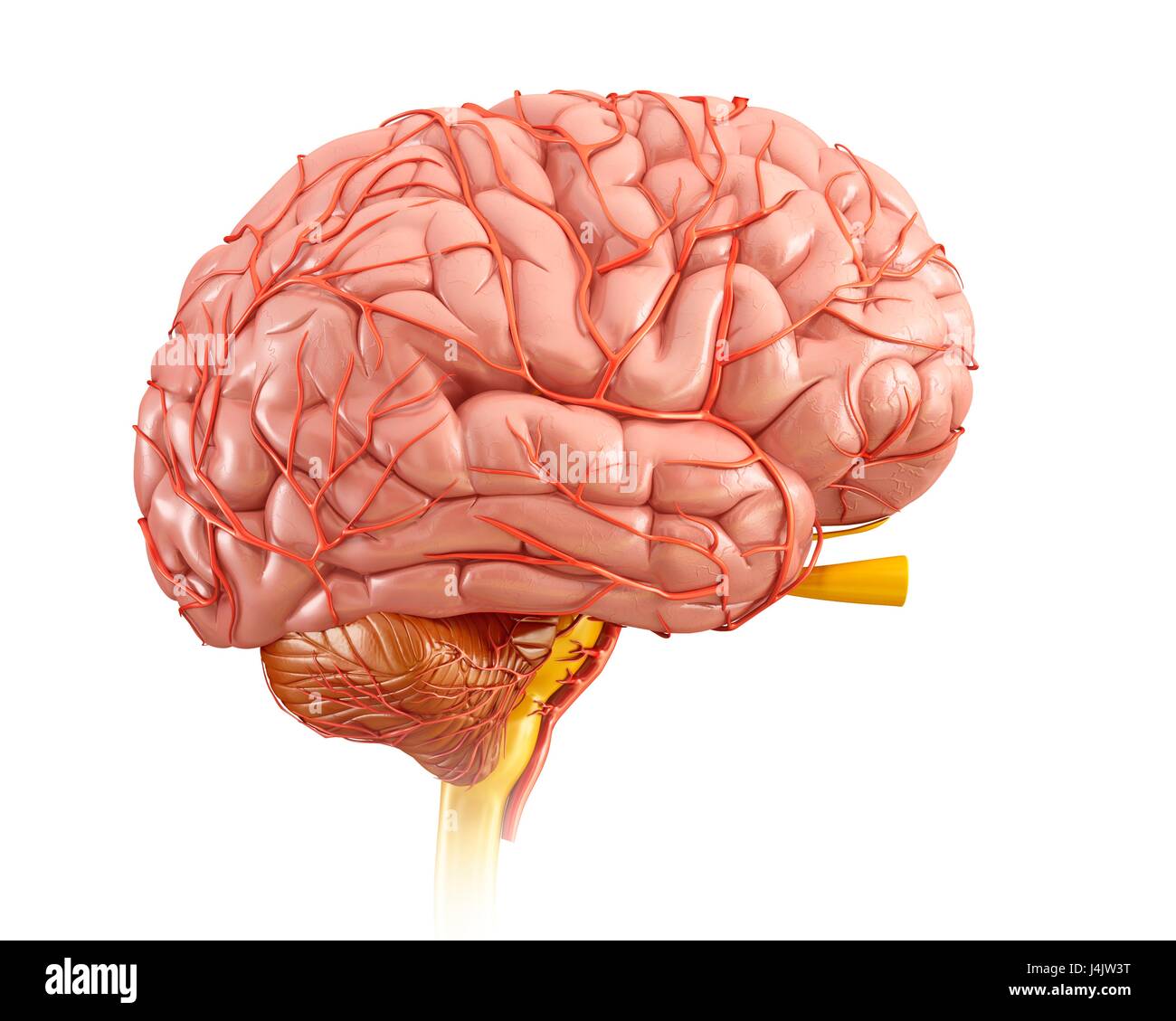 Arteries hi-res stock photography and images - Alamy