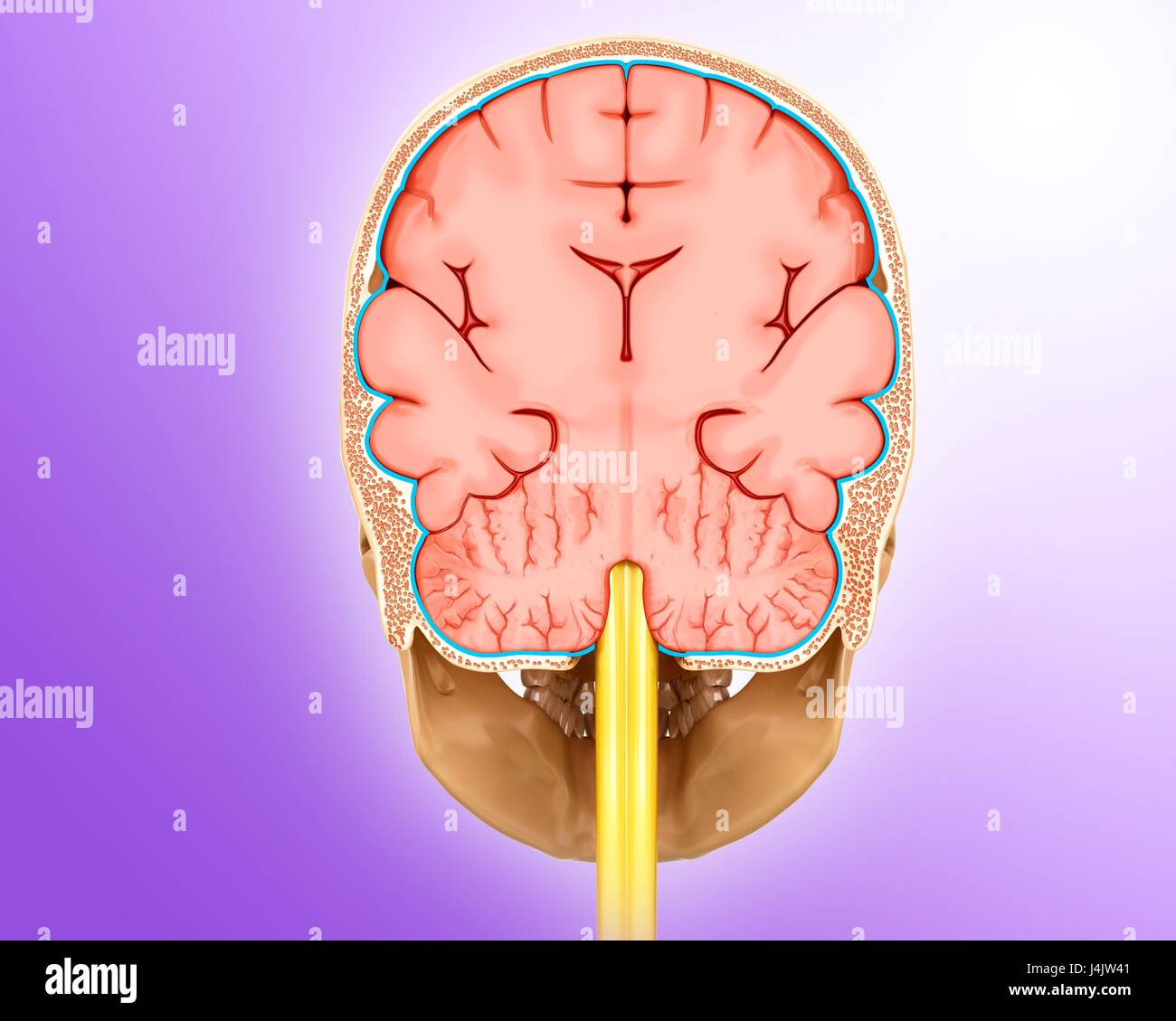 Human brain coronal section hi-res stock photography and images - Alamy