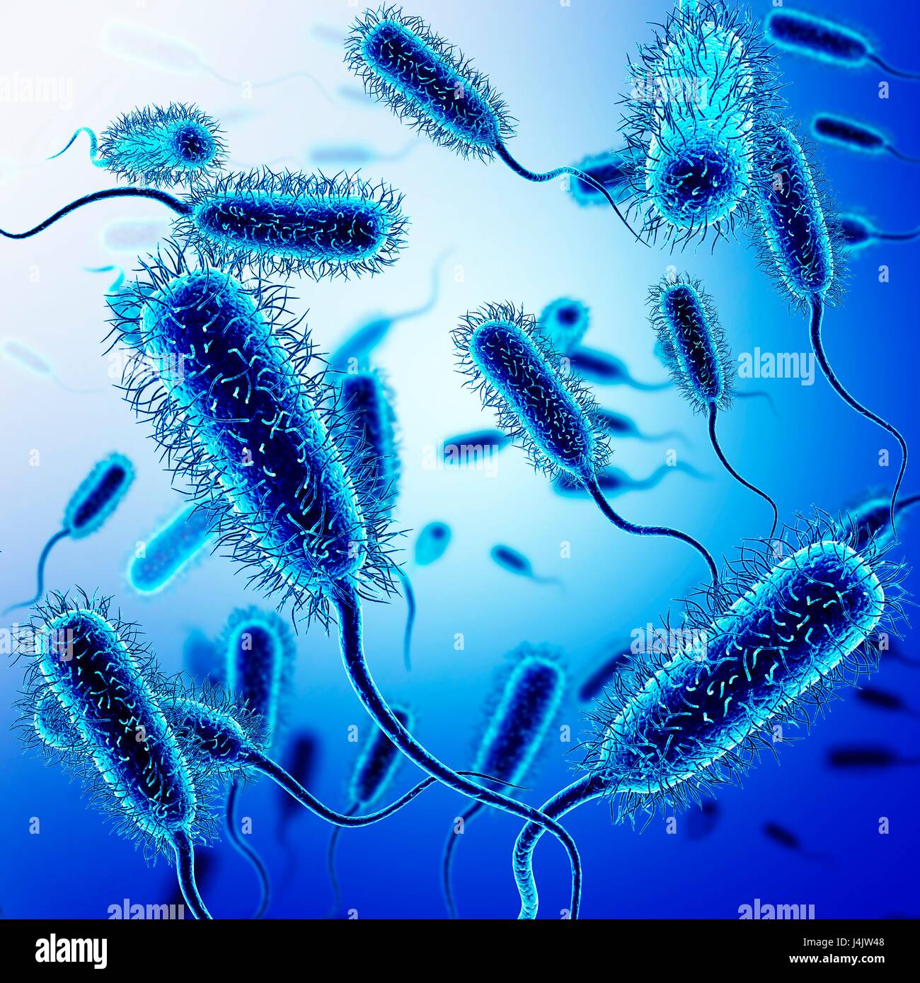 Illustration of Escherichia coli bacteria Stock Photo - Alamy