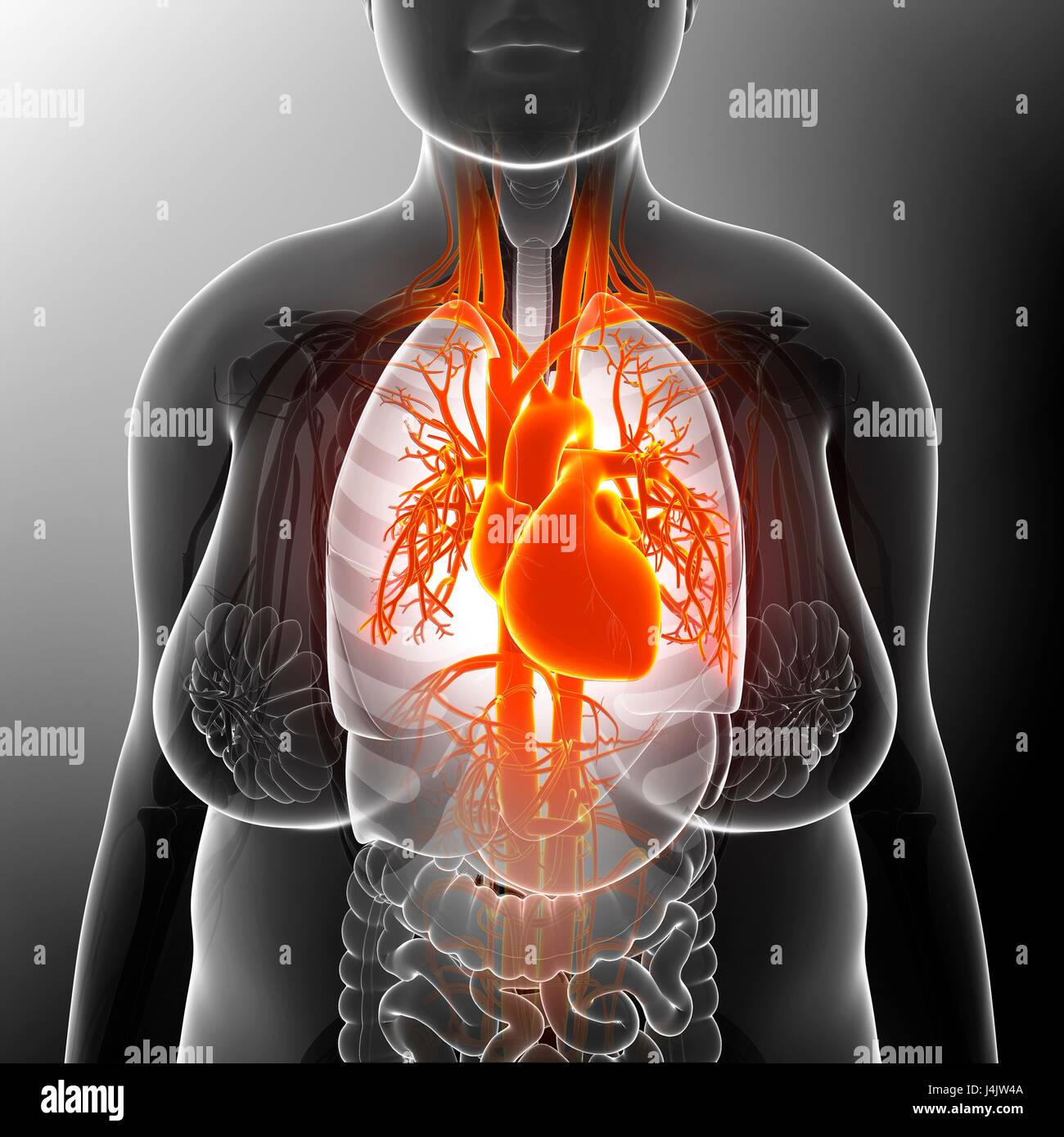 Illustration of female heart Stock Photo - Alamy
