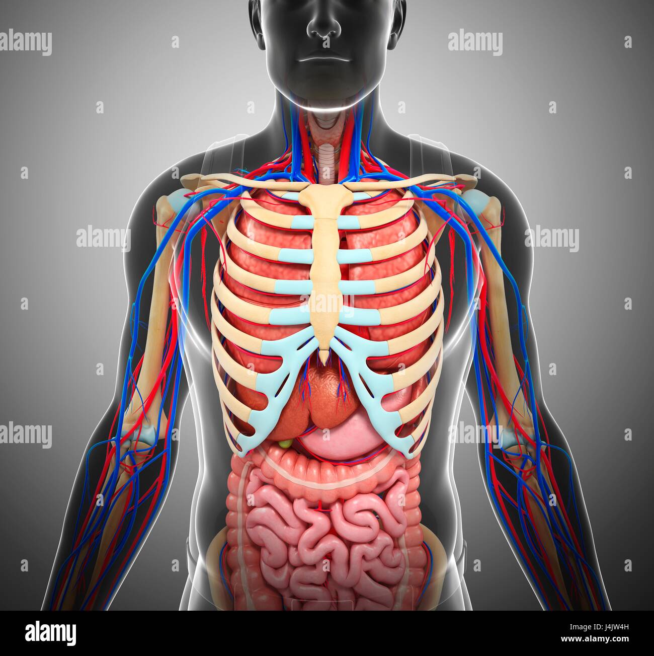 Illustration of male anatomy Stock Photo - Alamy