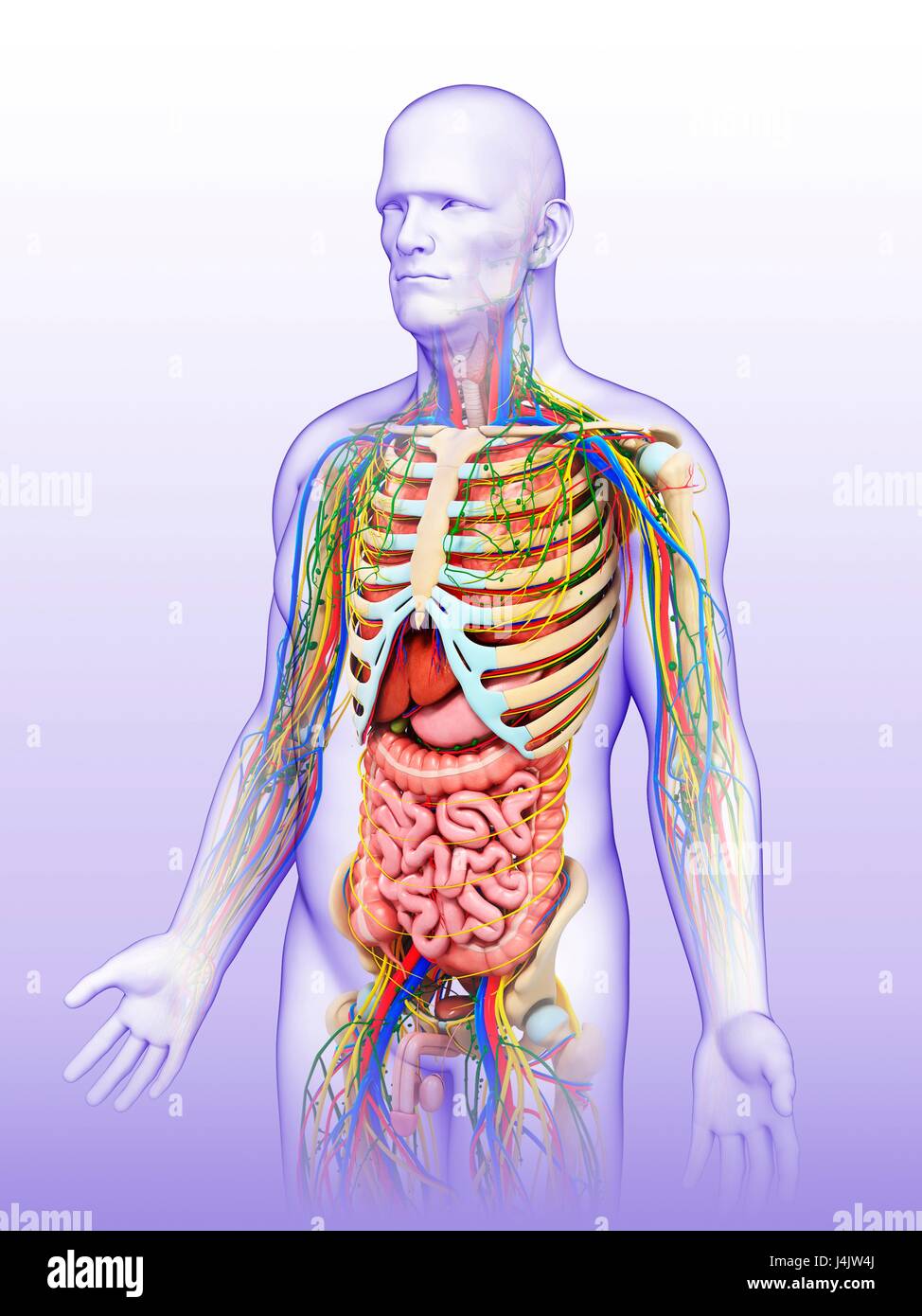 Illustration of male anatomy Stock Photo - Alamy