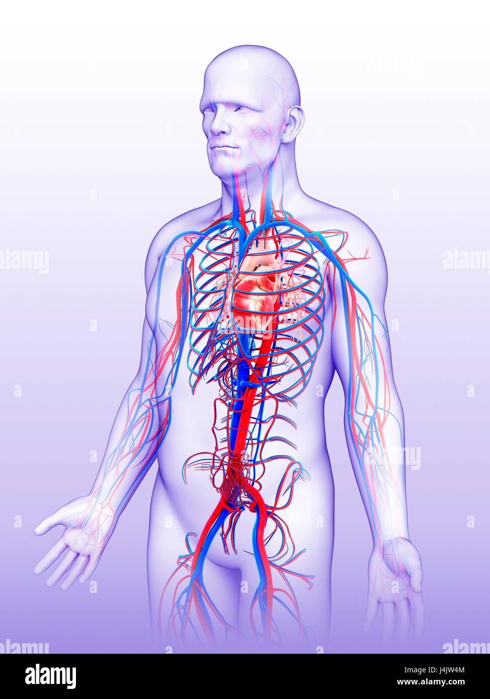 Illustration of male cardiovascular system Stock Photo - Alamy