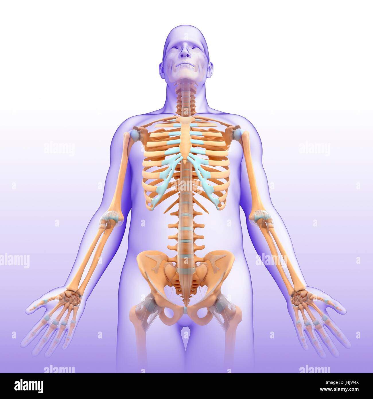 Illustration of male skeletal system Stock Photo - Alamy