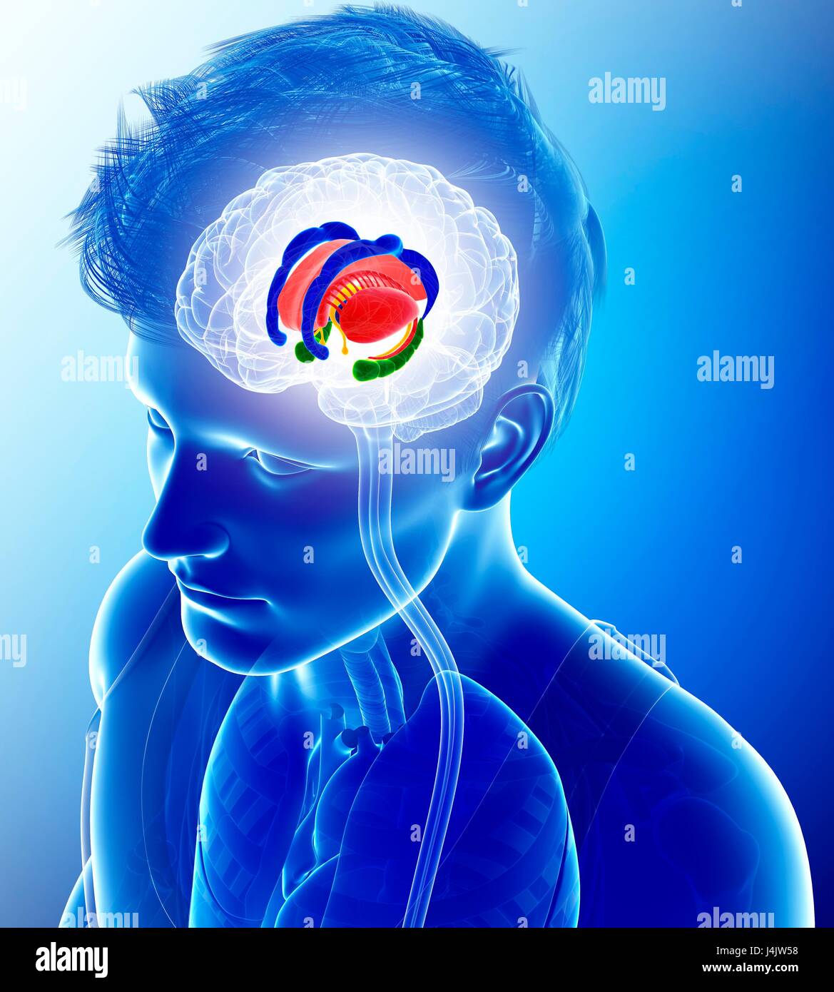 Male brain structures hi-res stock photography and images - Alamy