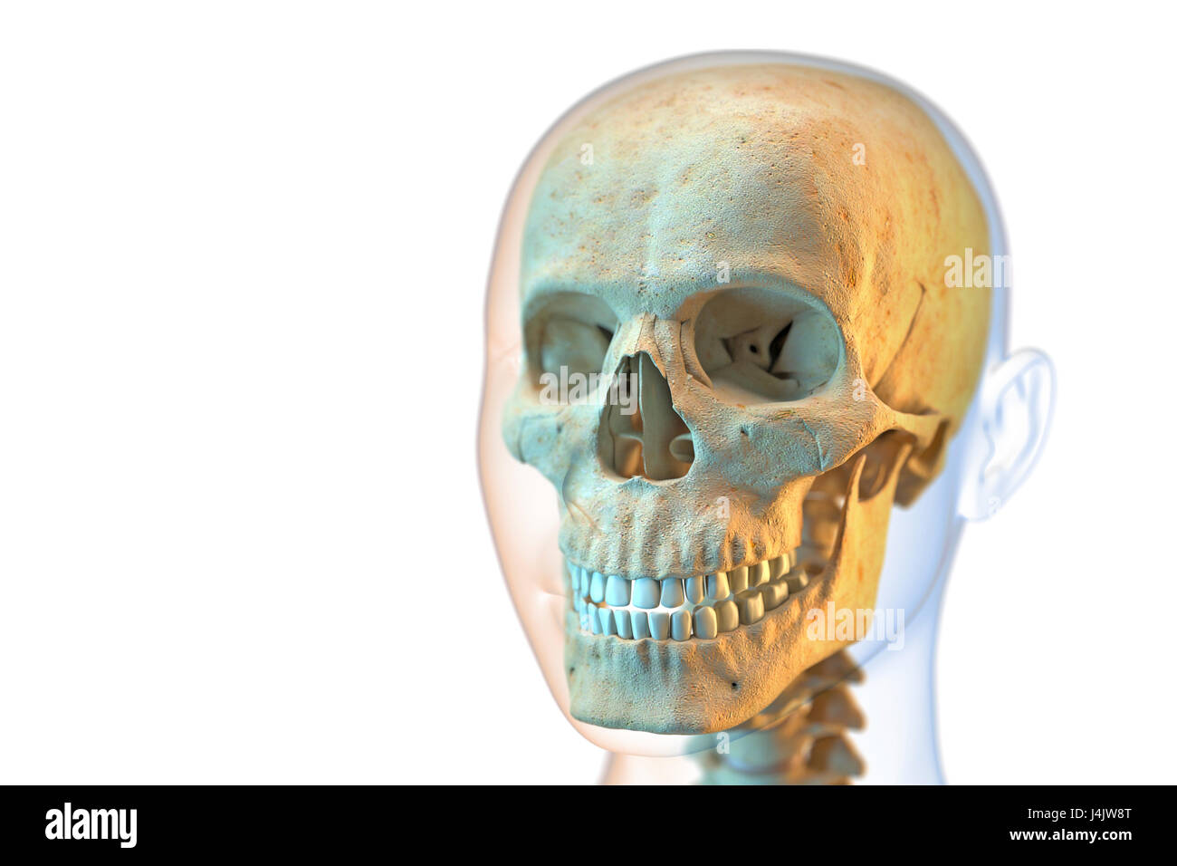 Skull bones human Cut Out Stock Images & Pictures - Alamy