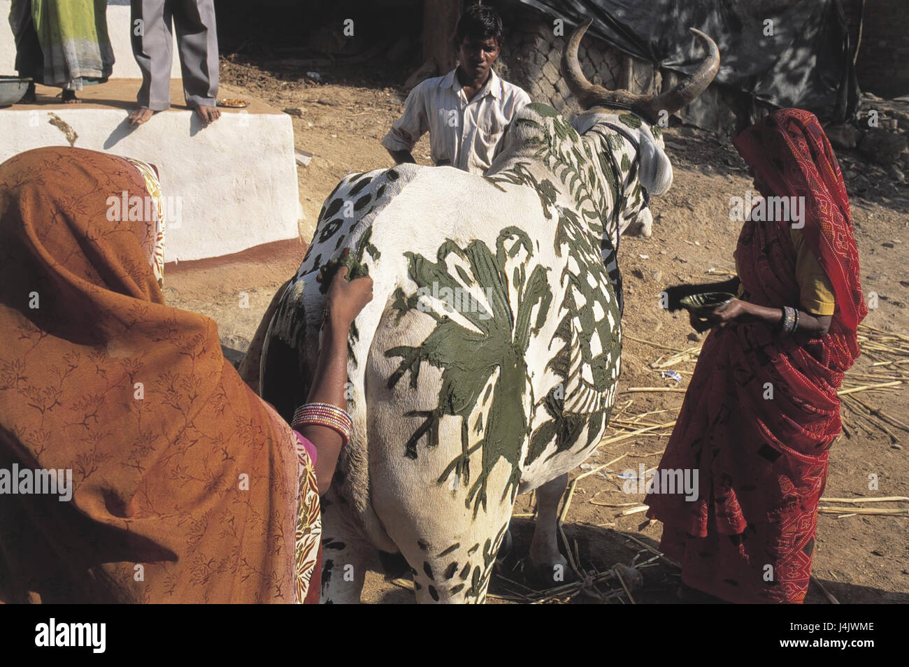 India, Rajasthan, Diwali festival, women, cow, henna, paint outside ...