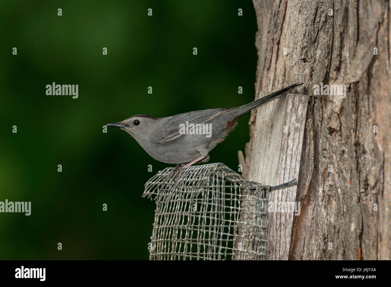 Feeder spring hi-res stock photography and images - Alamy
