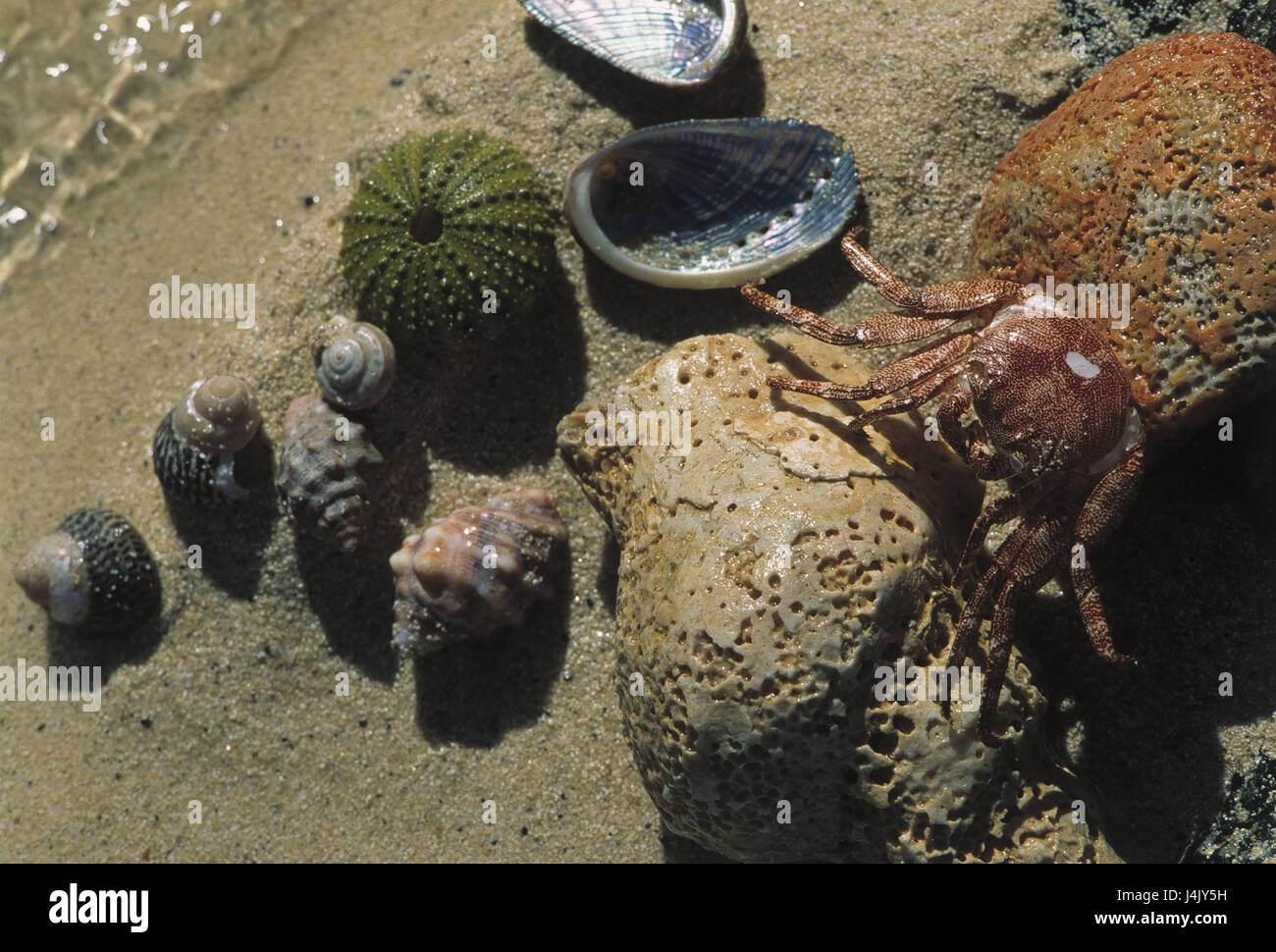 Beach, Sand, sea animals still life, object photography, sandy beach ...