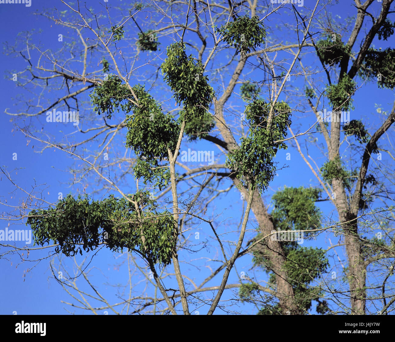 Tree, detail, mistletoes (Viscum album) parasite plant, parasite, host ...
