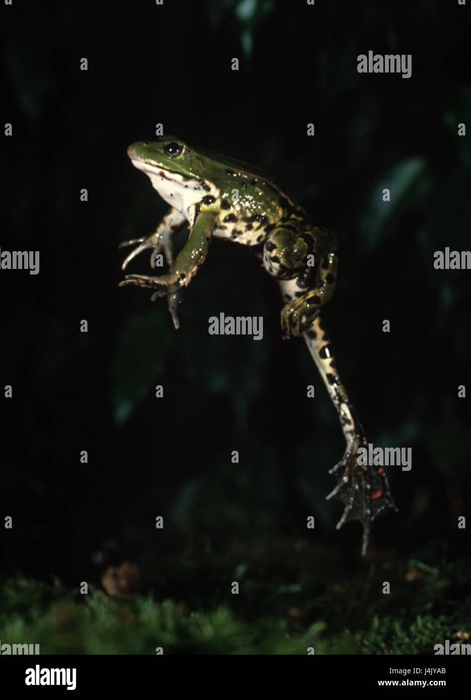 Water frog, Rana esculenta, crack frog, frog Amphibians, Amphibians ...