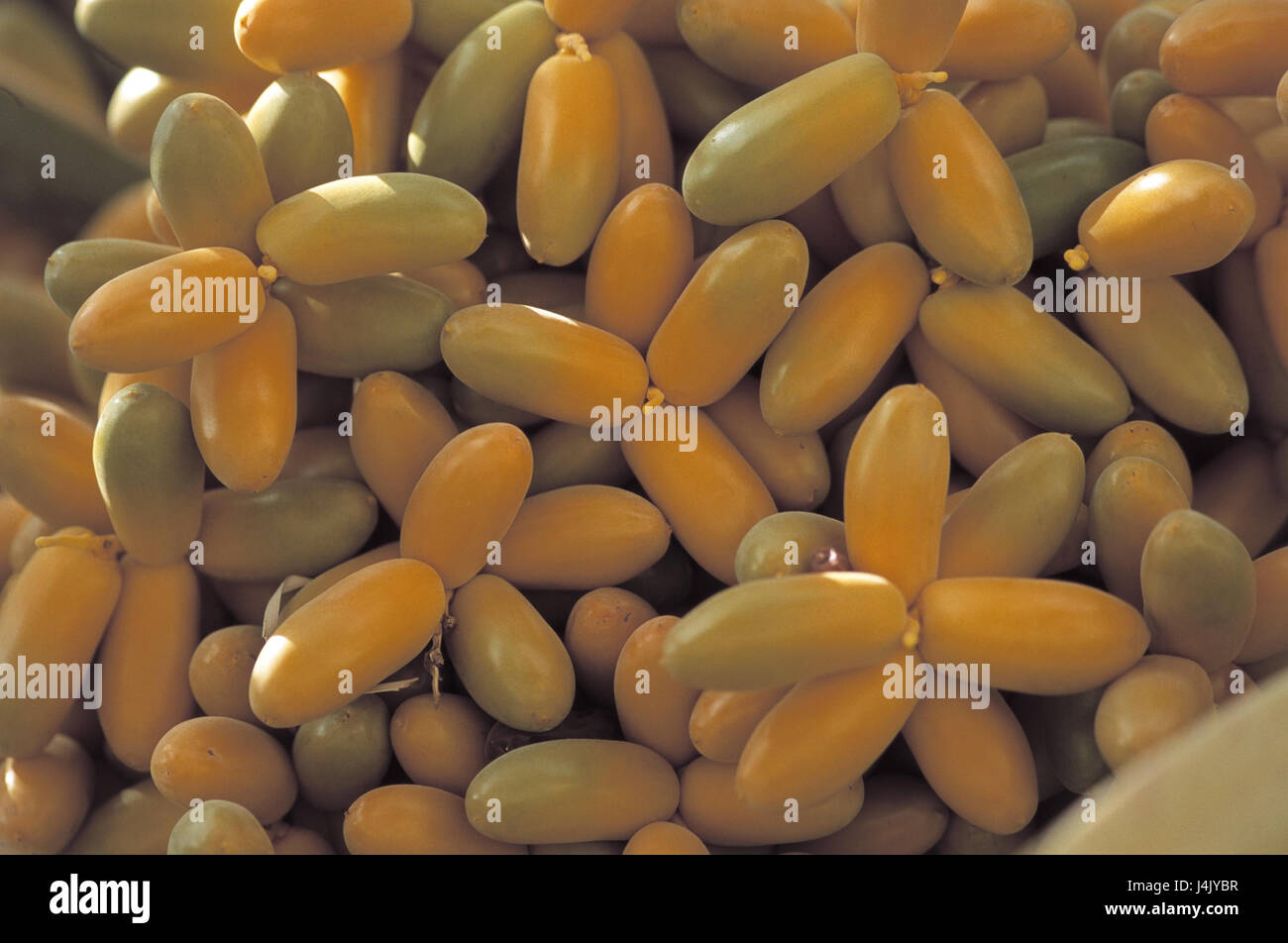 Syria, Palmyra, date palm, phoenix dactylifera, detail, dates foetus ...