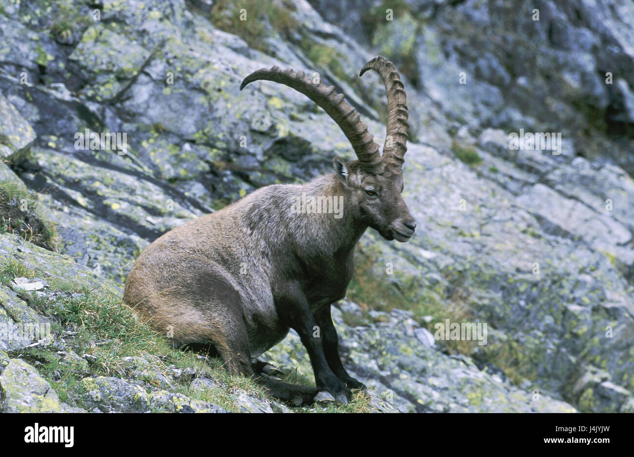 Mountains, alp Capricorn, Capra ibex ibex Austria, Kaunertal, animal ...