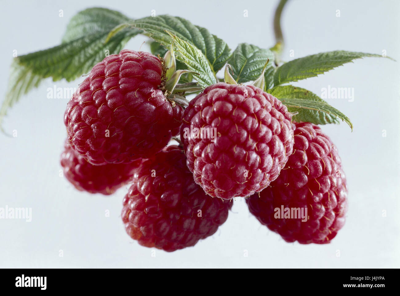 Raspberries, Rubus idaeus, leaves common raspberry, raspberry, fruits ...